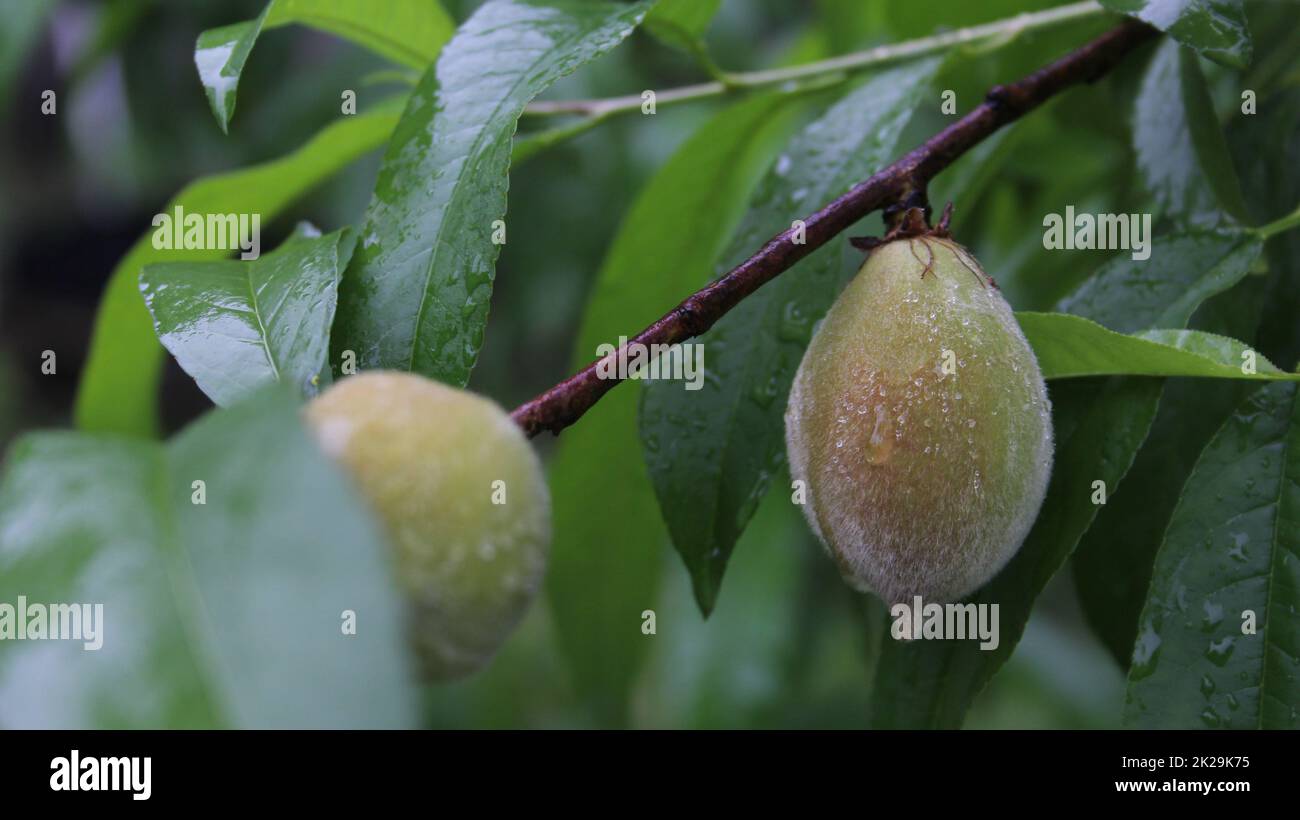 Peaches growing on tree hi-res stock photography and images - Alamy