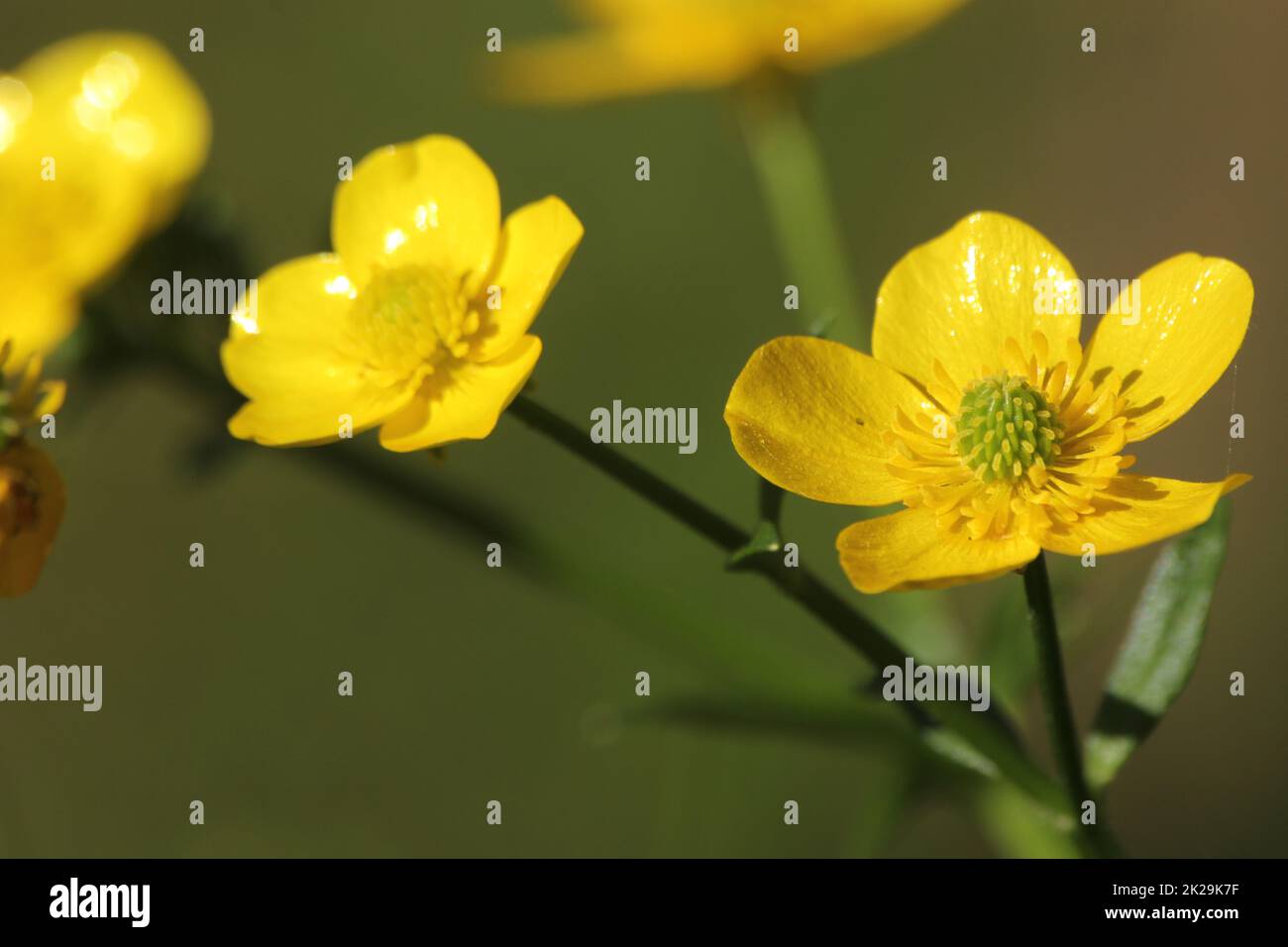 Texas Wildflower Yellow Buttercup Ranunculus bulbosus - Bulbous ...