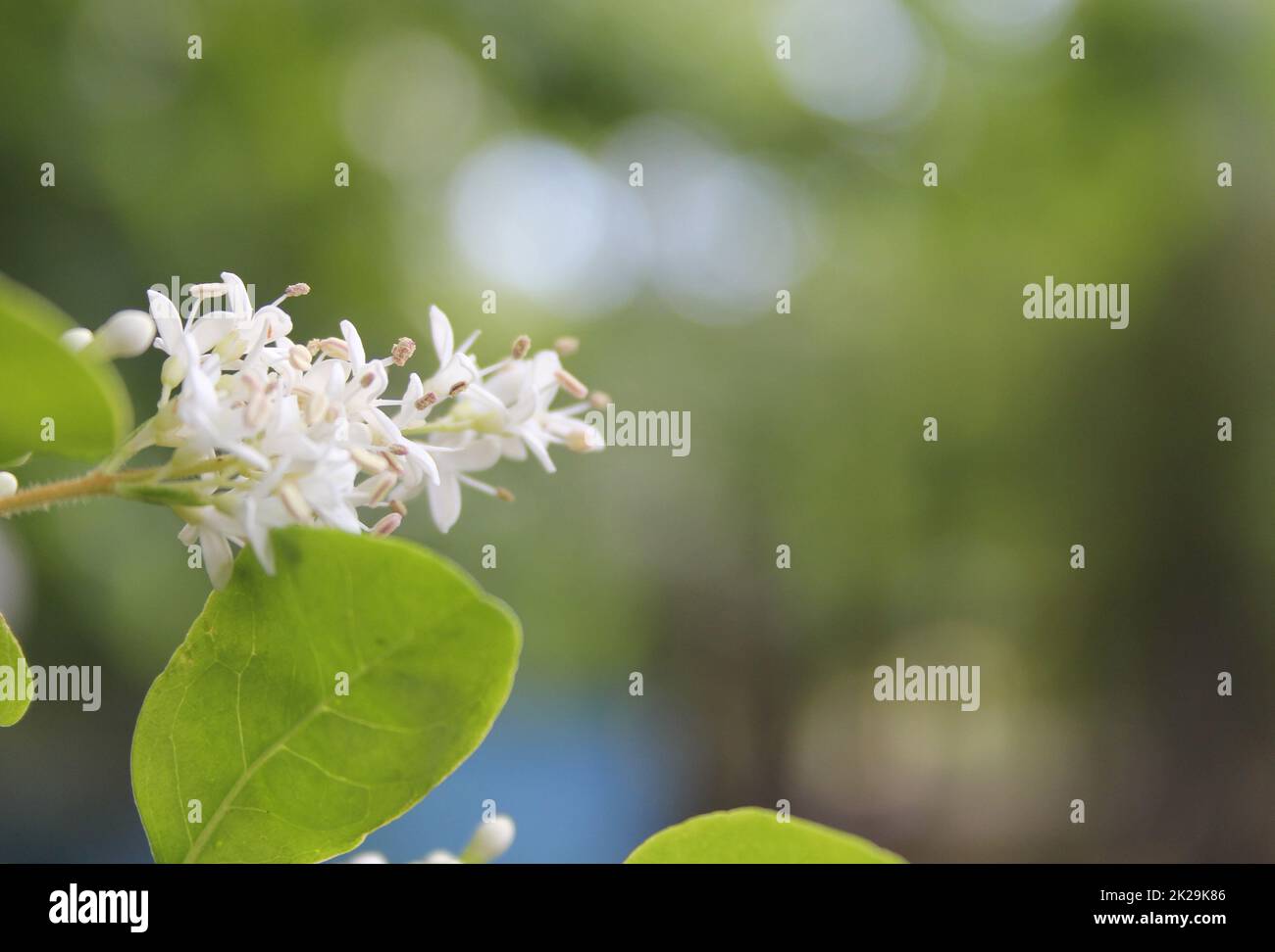 Texas Flowering Privet Ligustrum Shrub Shallow DOF Stock Photo - Alamy