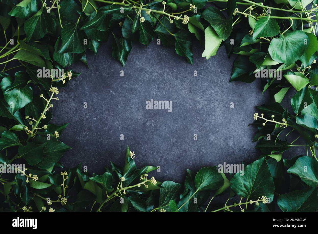 Dark background with frame of ivy Stock Photo - Alamy