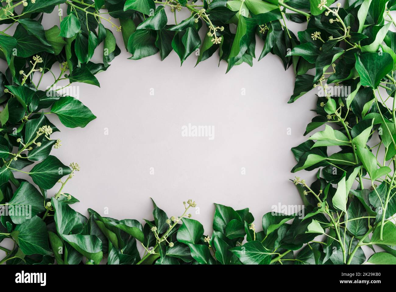 Light background with frame of ivy Stock Photo - Alamy