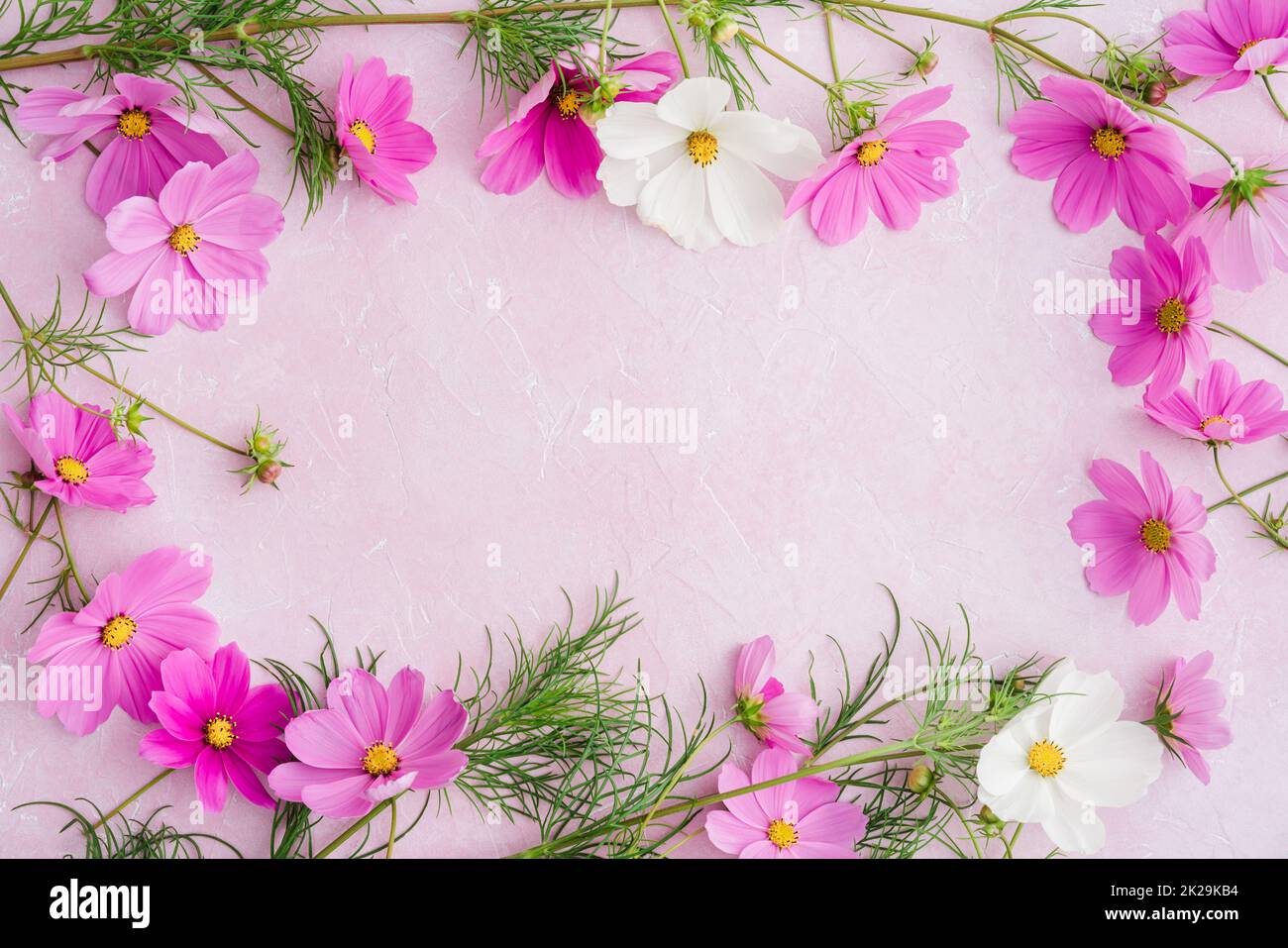 Light background with frame of cosmos flowers Stock Photo - Alamy
