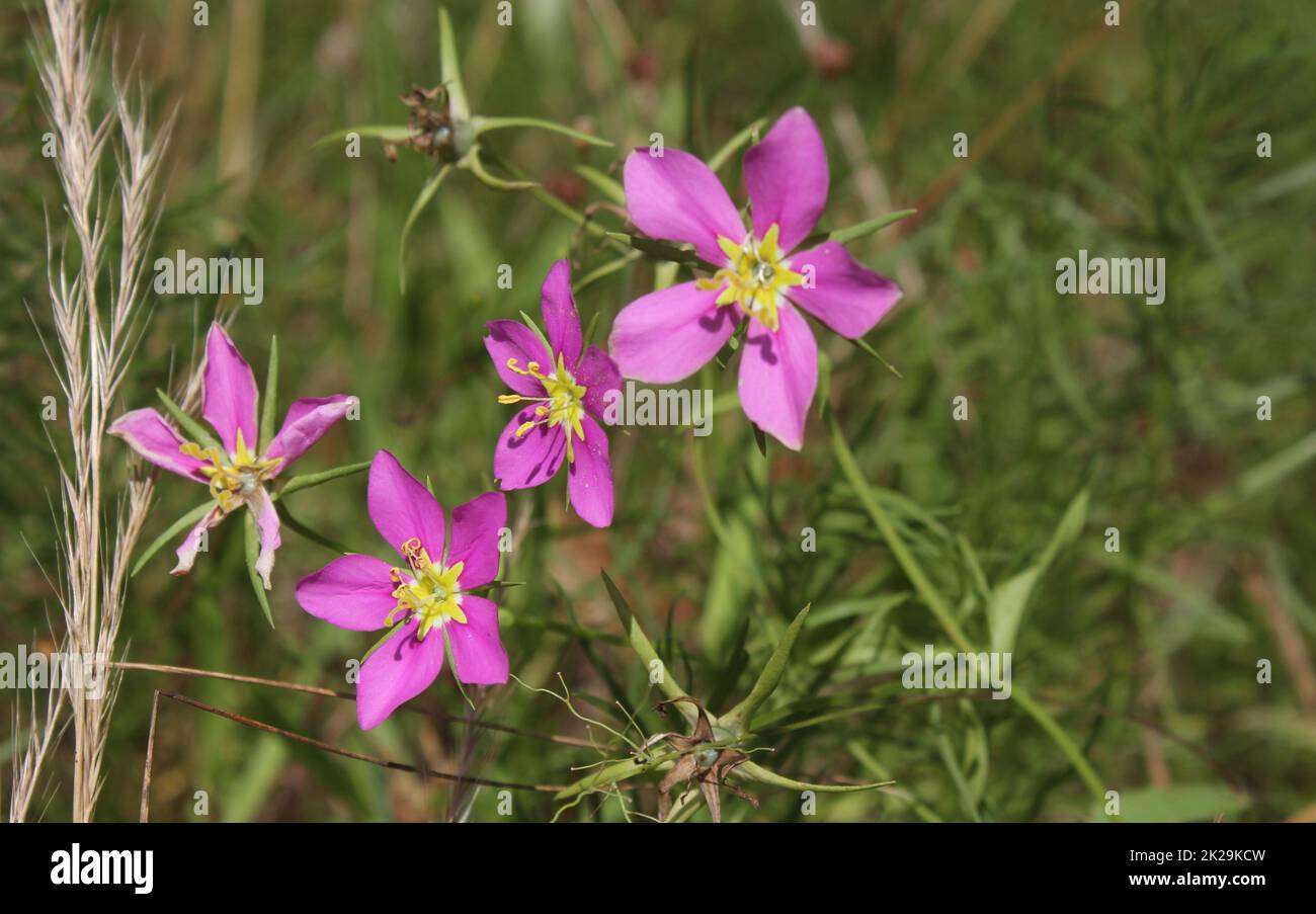 Very small wildflowers hi-res stock photography and images - Alamy