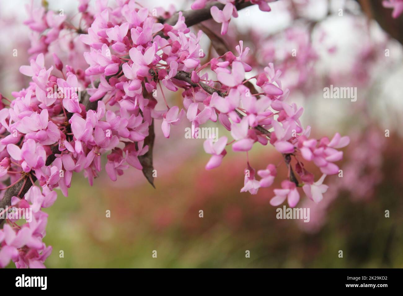 Texas Redbud Tree Cercis canadensis Close up Stock Photo - Alamy
