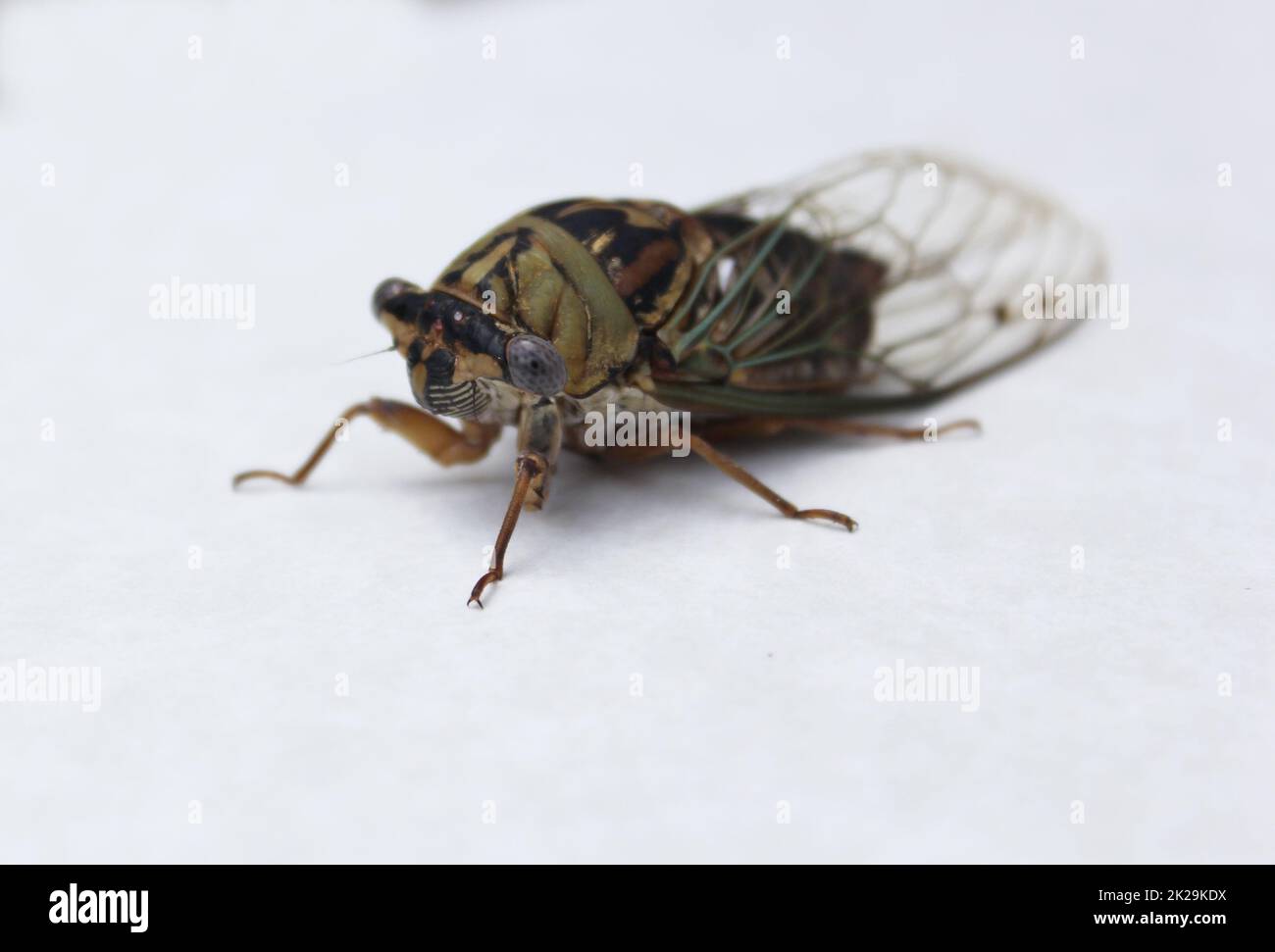 Cicada Insect on White Paper Background Close up Stock Photo - Alamy