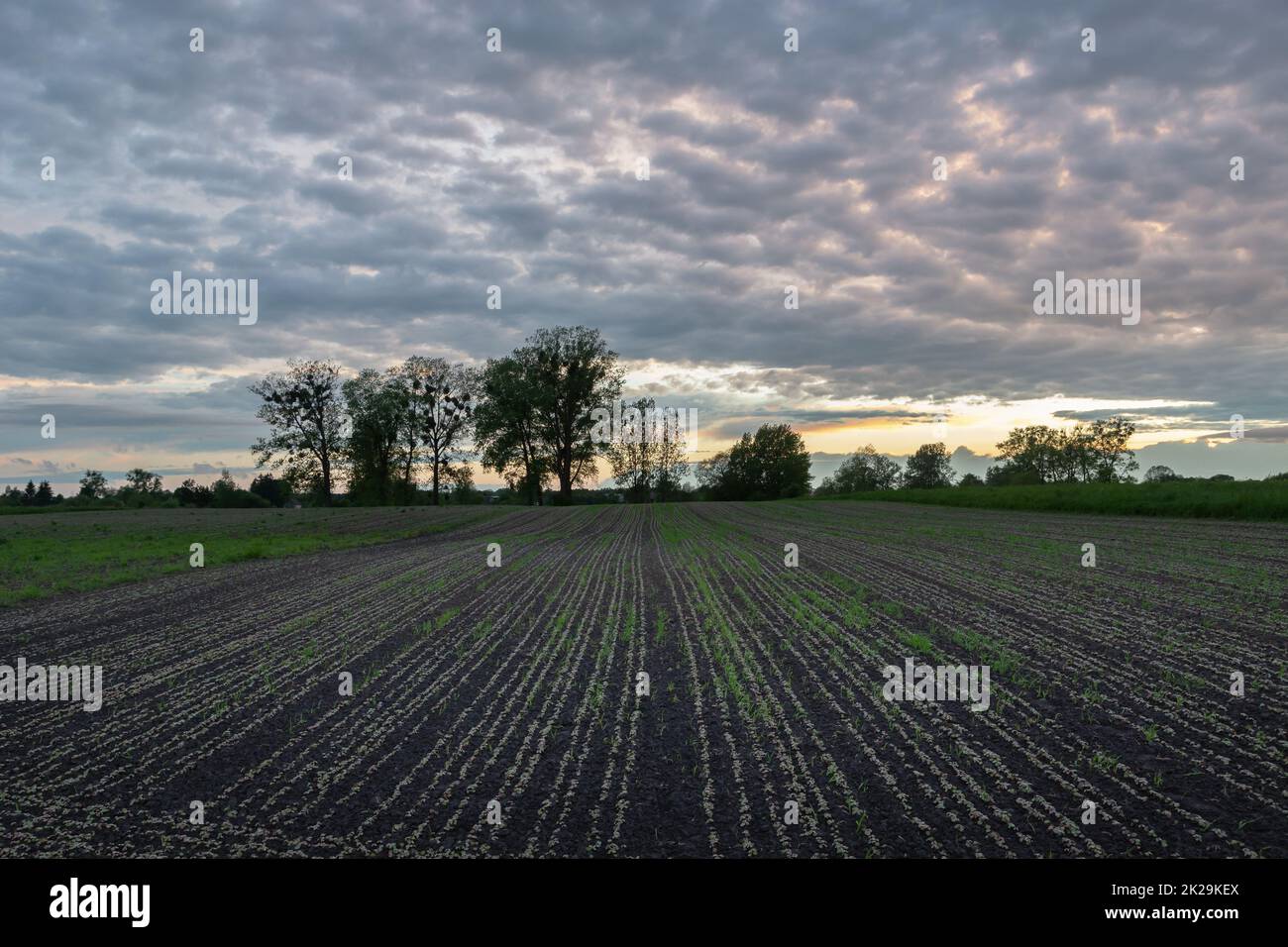 Plant seedlings in the field and evening sky Stock Photo - Alamy
