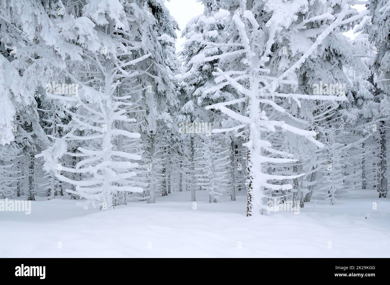 Big trees with snow hi-res stock photography and images - Alamy