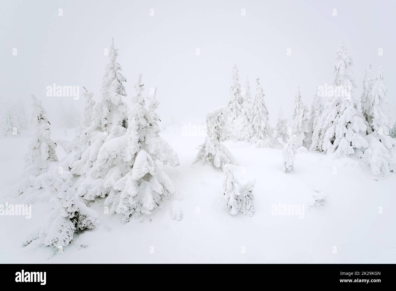 snow covered spruces on misty windy hilltop peak foggy weather Stock ...