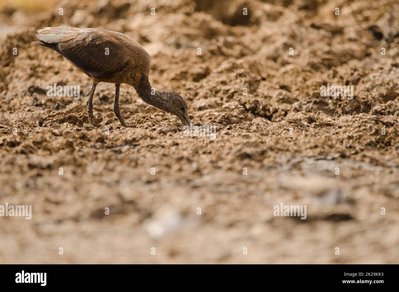 Ibis birds look food hi-res stock photography and images - Alamy