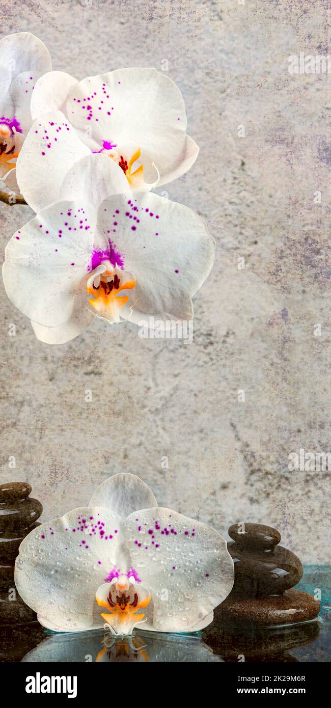 The concept of a spa massage with stones with an orchid flower on a ...
