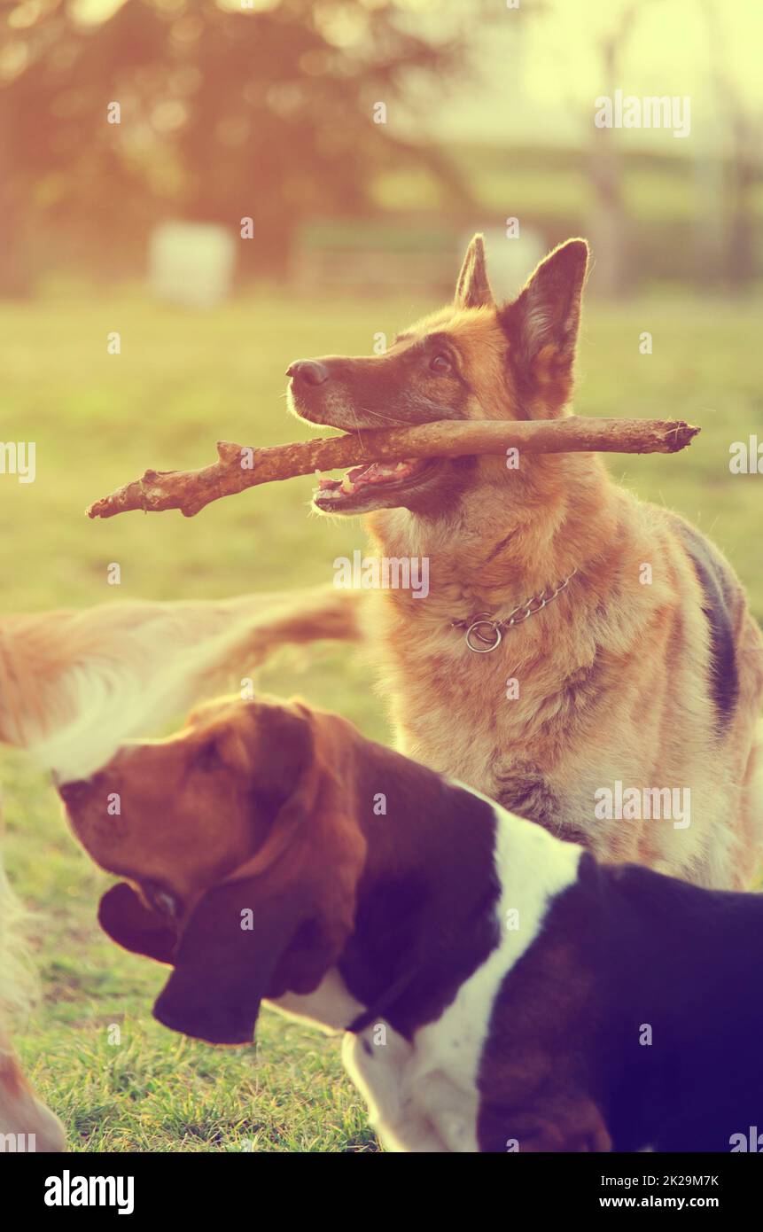 Young doggy playing stick hi-res stock photography and images - Alamy