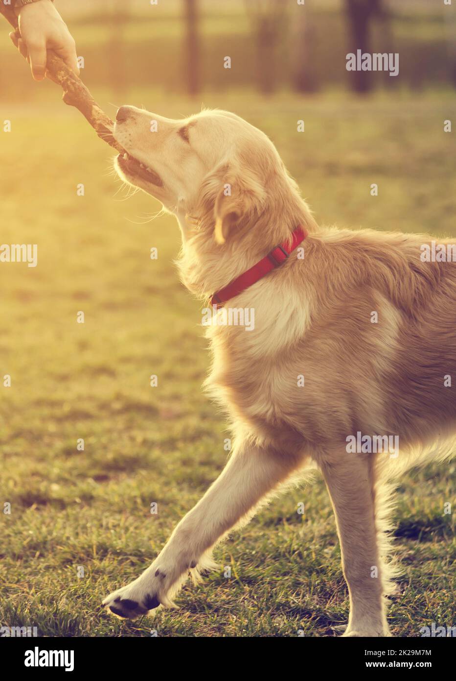 Dog wood stick hi-res stock photography and images - Alamy