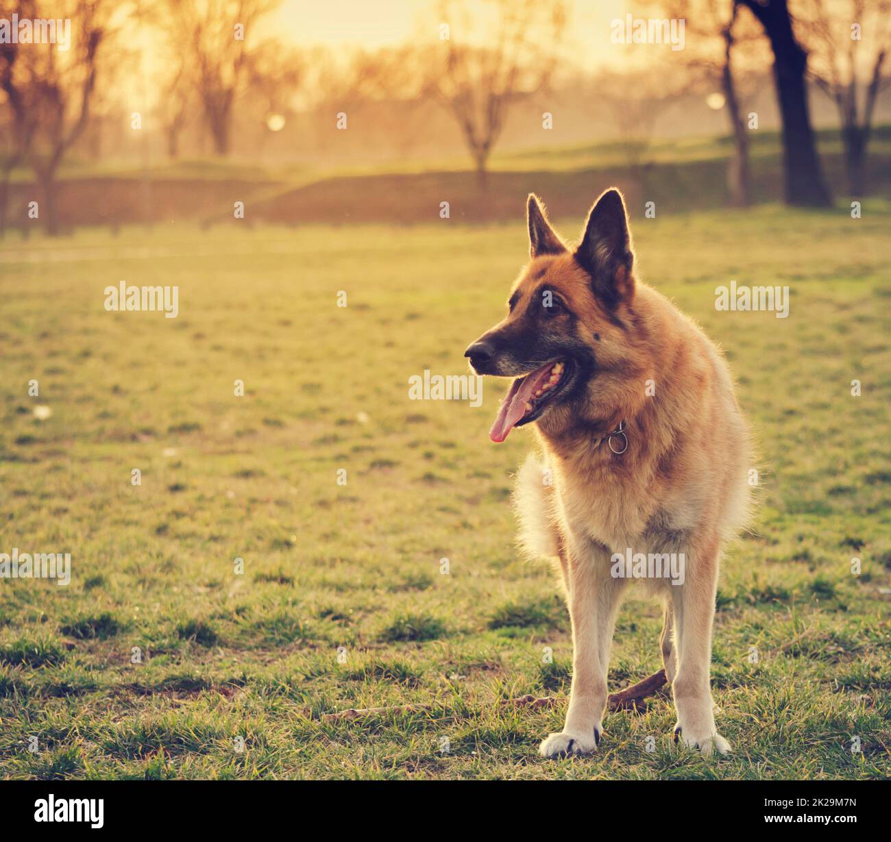 German shepherd park hi-res stock photography and images - Alamy