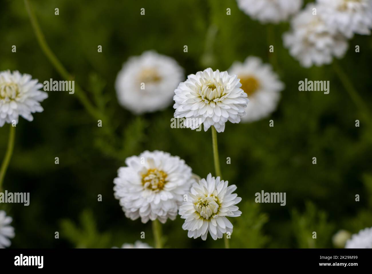 Anthemis noblis plena hi-res stock photography and images - Alamy