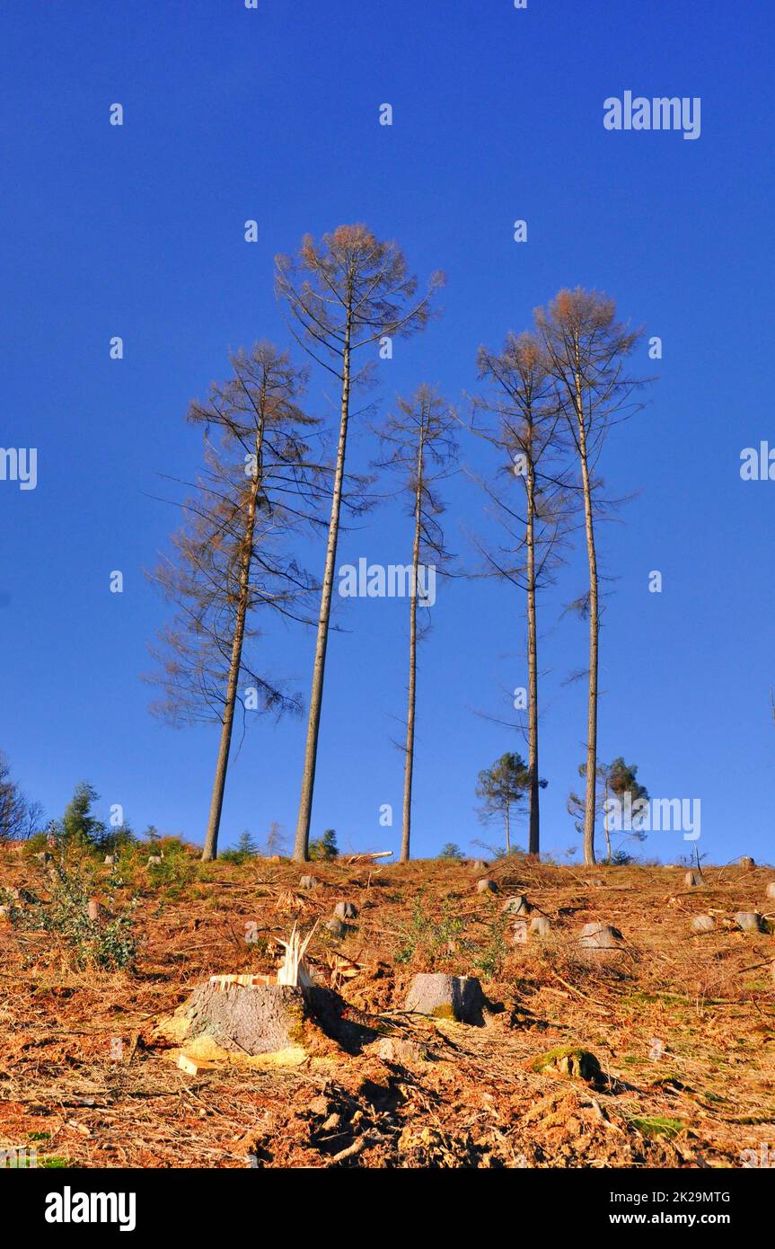 Farmer forest hi-res stock photography and images - Alamy