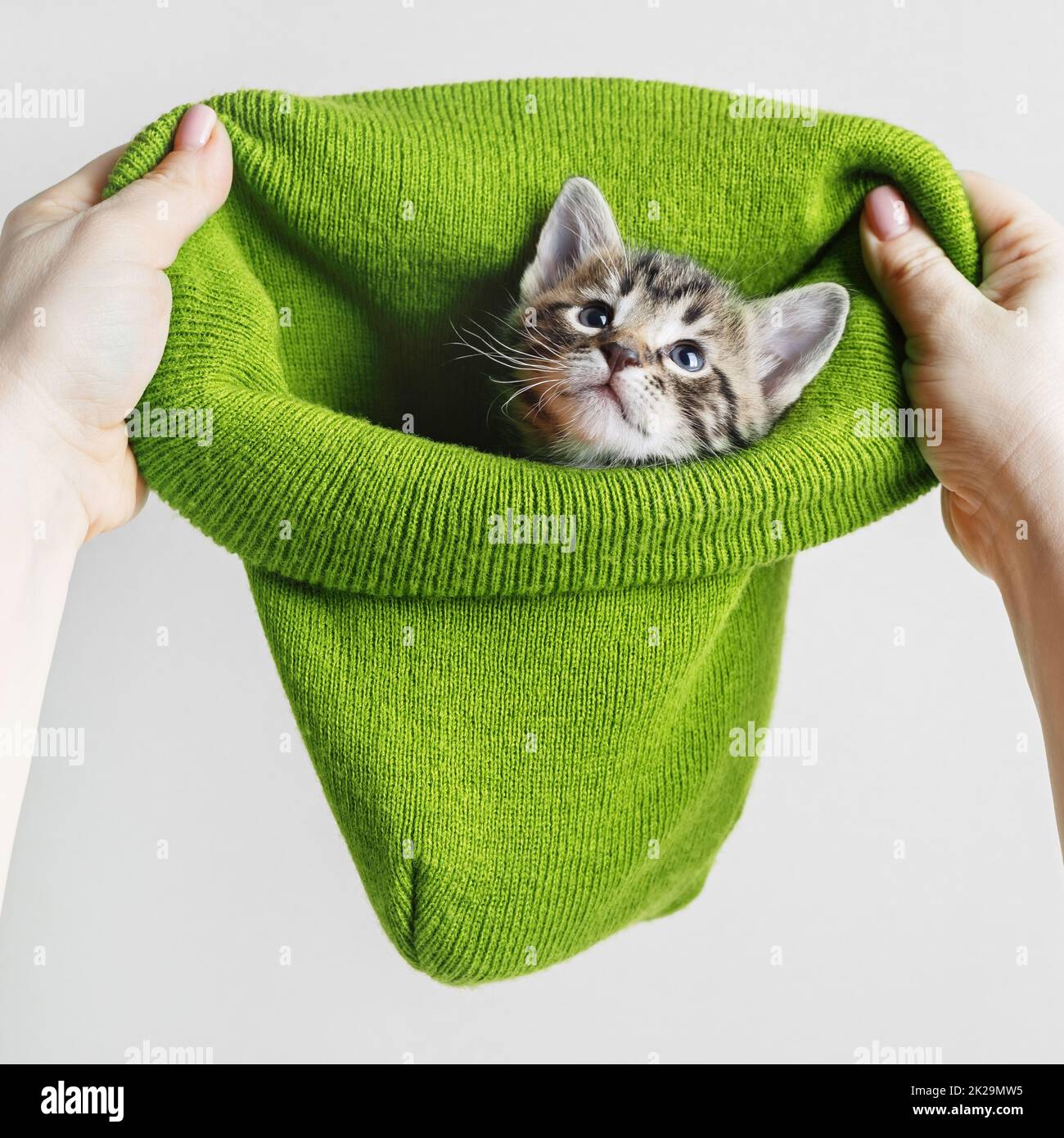 Kitten, green hat Stock Photo - Alamy
