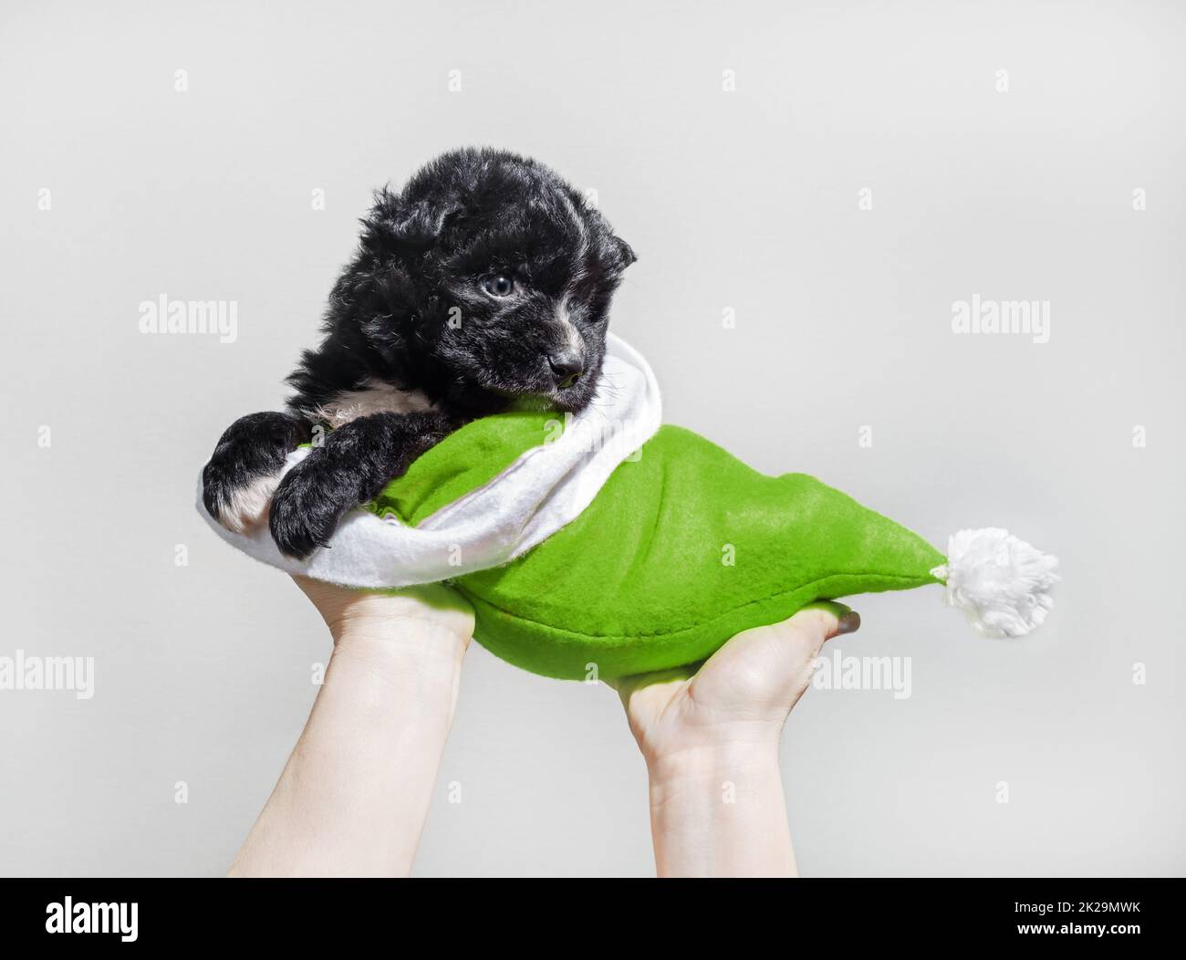 Puppy inside green hat Stock Photo - Alamy