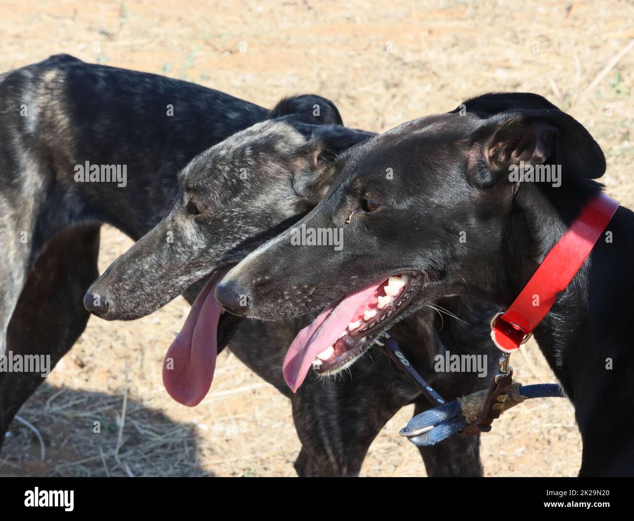 greyhound race fast dog domestic animal field hare hunting Stock Photo ...