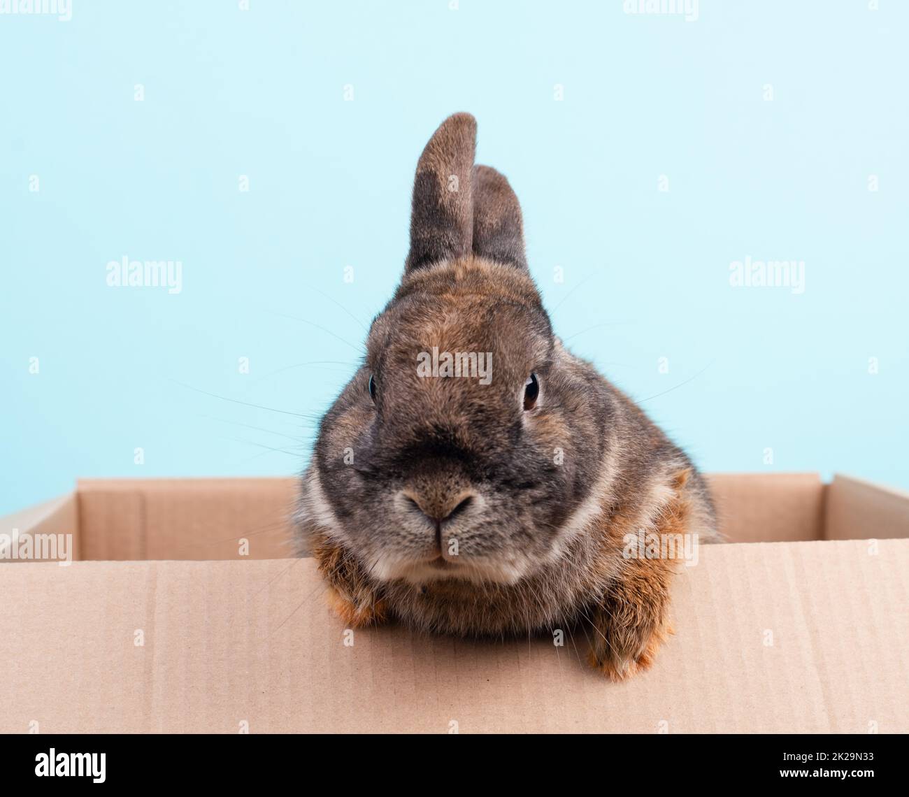 Happy bunny hi-res stock photography and images - Alamy