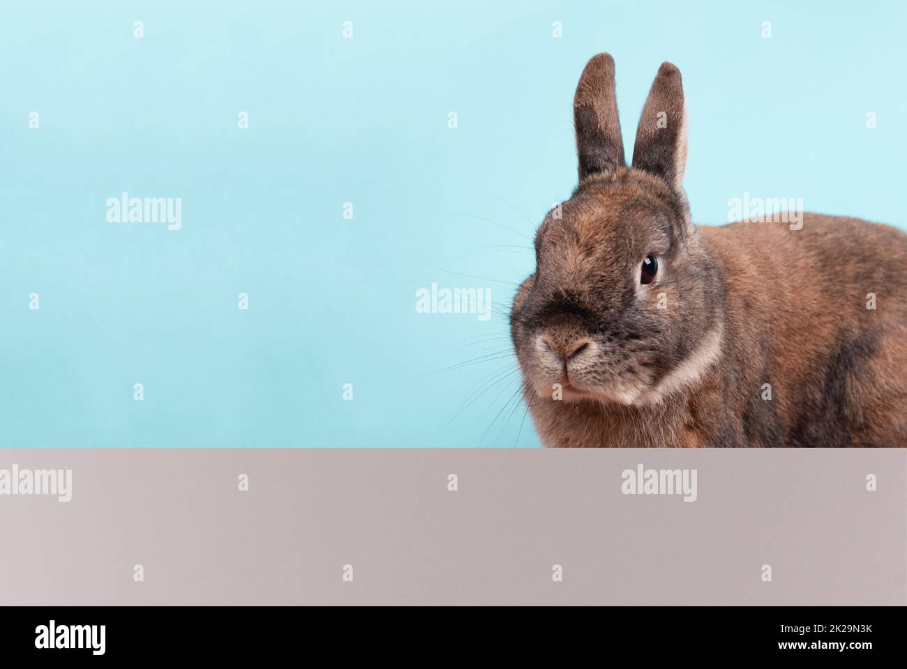 Happy bunny hi-res stock photography and images - Alamy