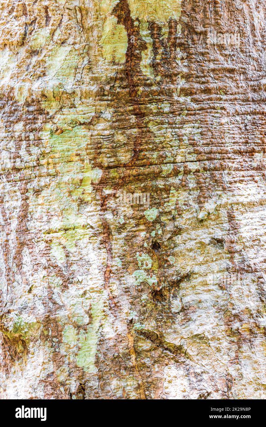 Tropical tree bark texture with moss and lichen Mexico Stock Photo - Alamy
