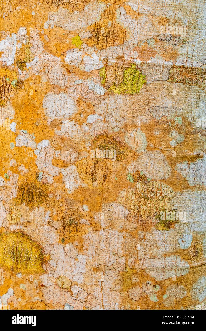 Tropical orange tree bark texture with moss and lichen Mexico Stock ...