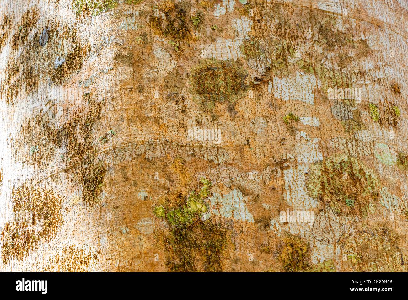 Tropical orange tree bark texture with moss and lichen Mexico Stock ...