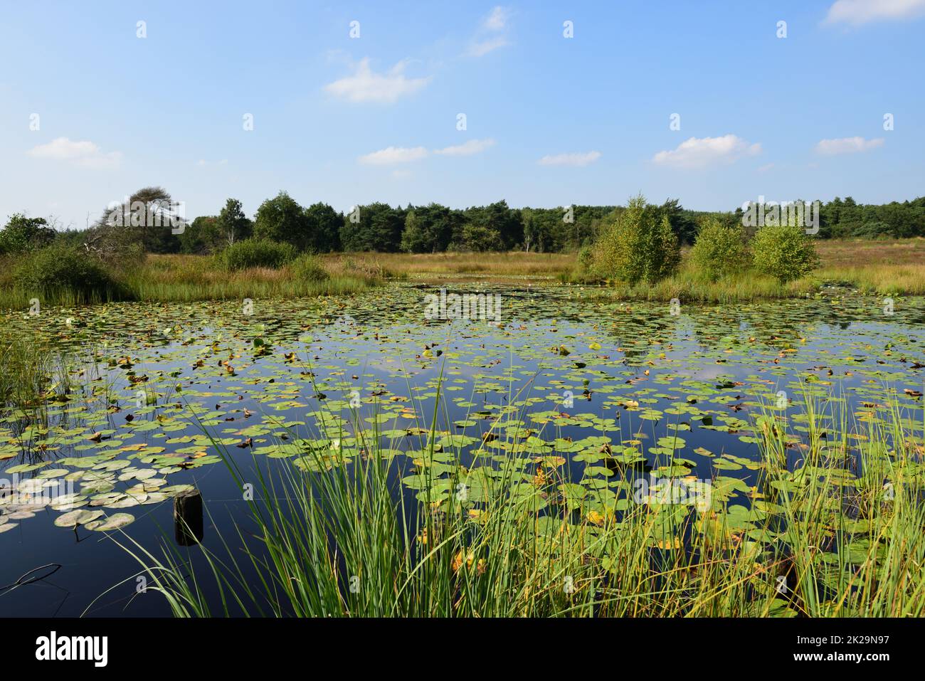lake in Maas-Schwalm-Nette nature park, Germany Stock Photo - Alamy