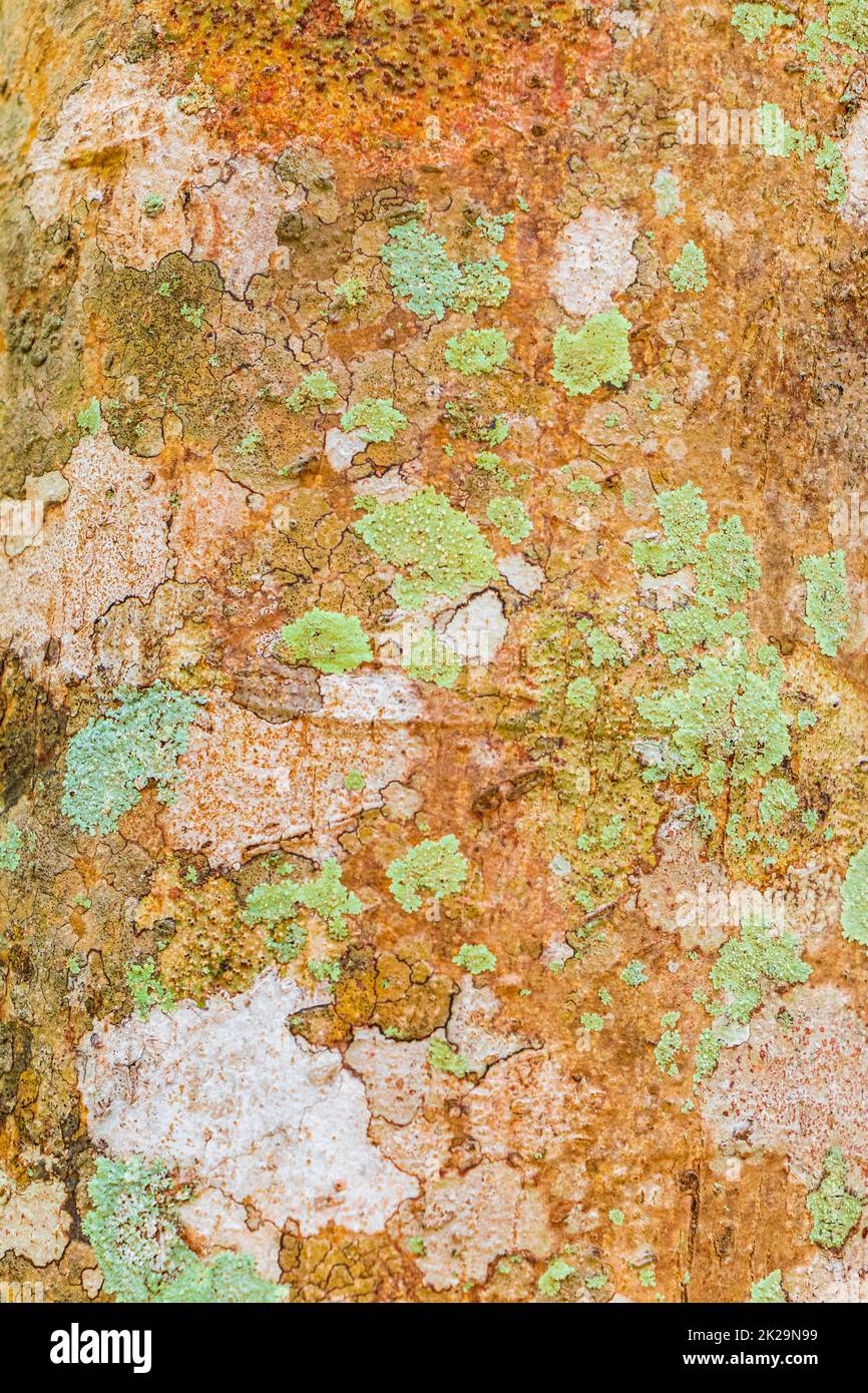 Tropical orange tree bark texture with moss and lichen Mexico Stock ...