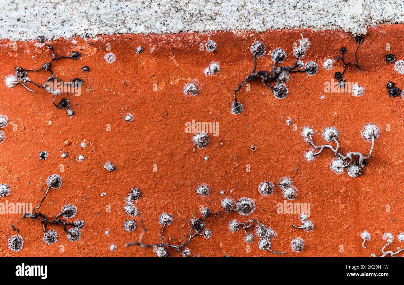 Old brick wall. Texture of old weathered brick wall panoramic ...