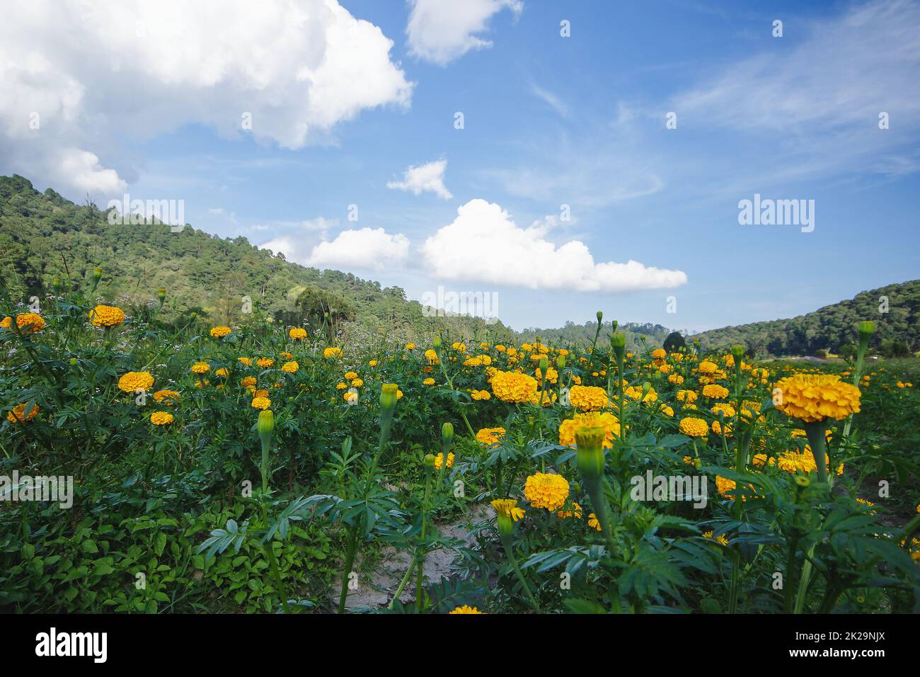 Marigold, bright colors, popular with cut flowers And used in Buddhist ...
