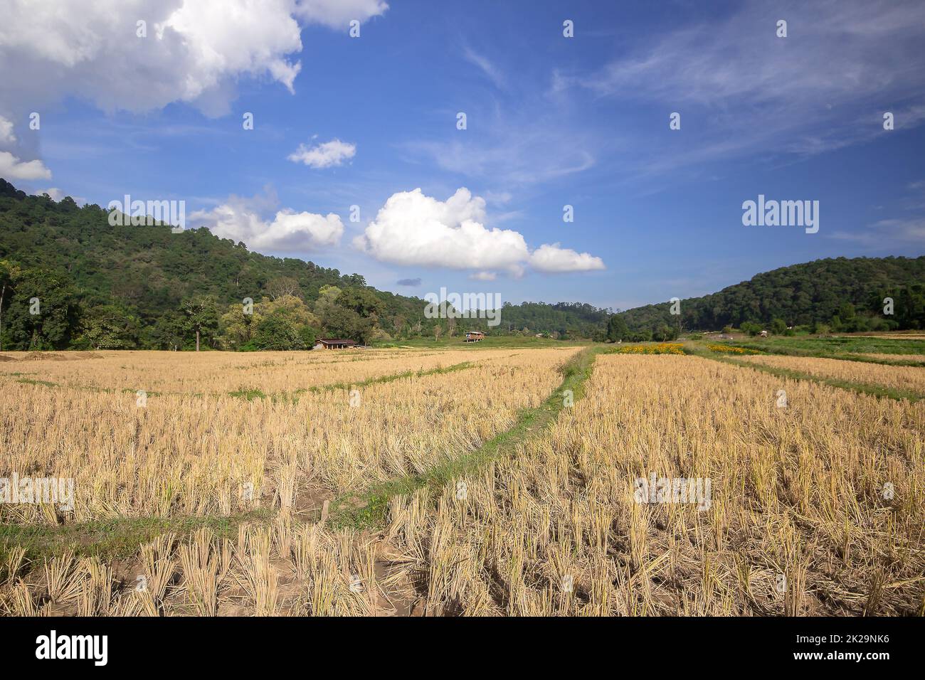 Rice field view That has already harvested products Stock Photo - Alamy
