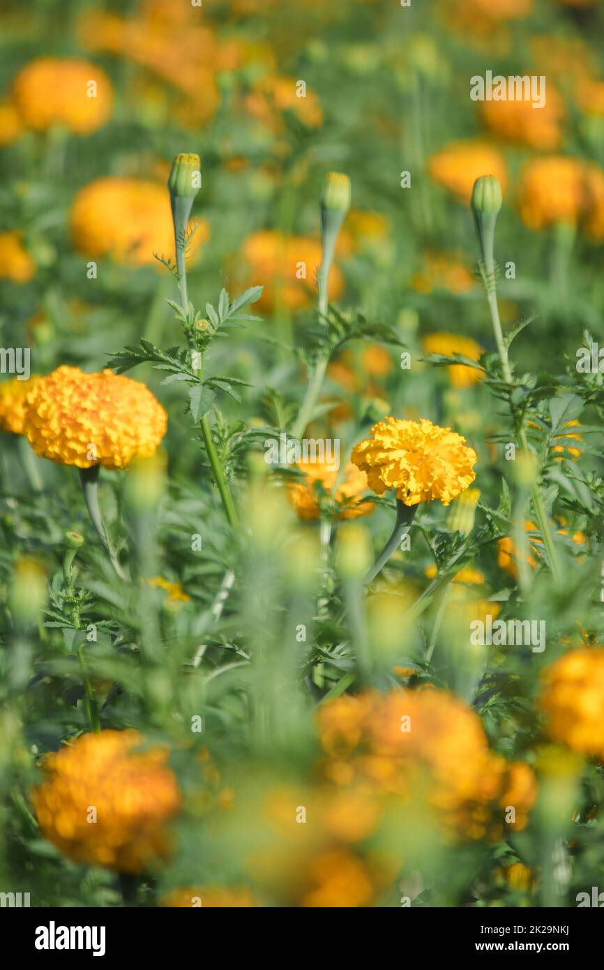Marigold, bright colors, popular with cut flowers And used in Buddhist ...