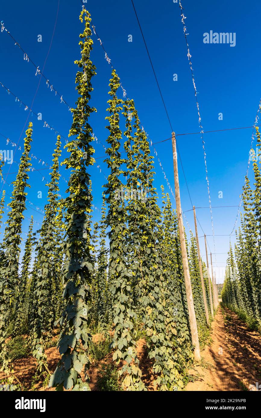 Hop growing region hi-res stock photography and images - Alamy