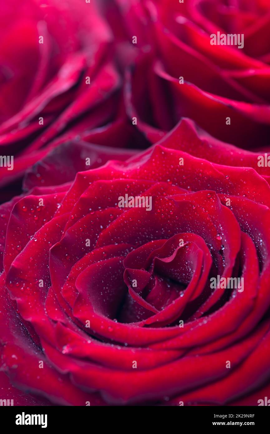 Fresh roses hi-res stock photography and images - Alamy