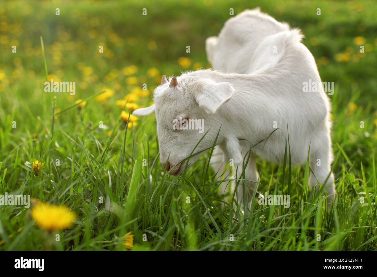 Young goat hi-res stock photography and images - Alamy