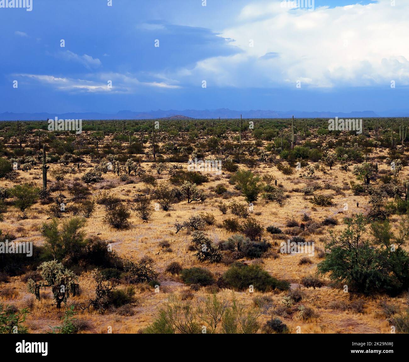 The sonora desert hi-res stock photography and images - Alamy