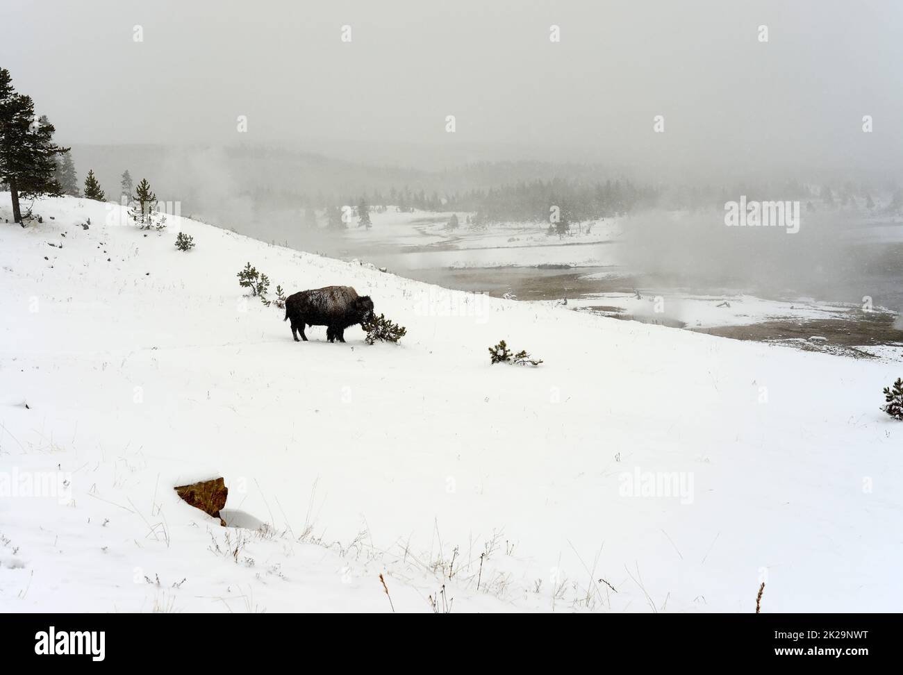 American Bison Yellowstone National Park Stock Photo - Alamy