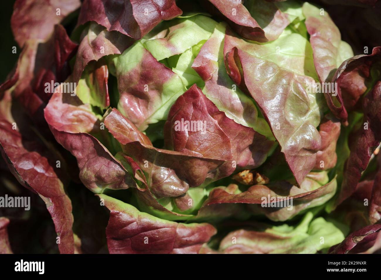 Green Oak Leaf Lettuce on the Field in Germany Stock Photo - Alamy