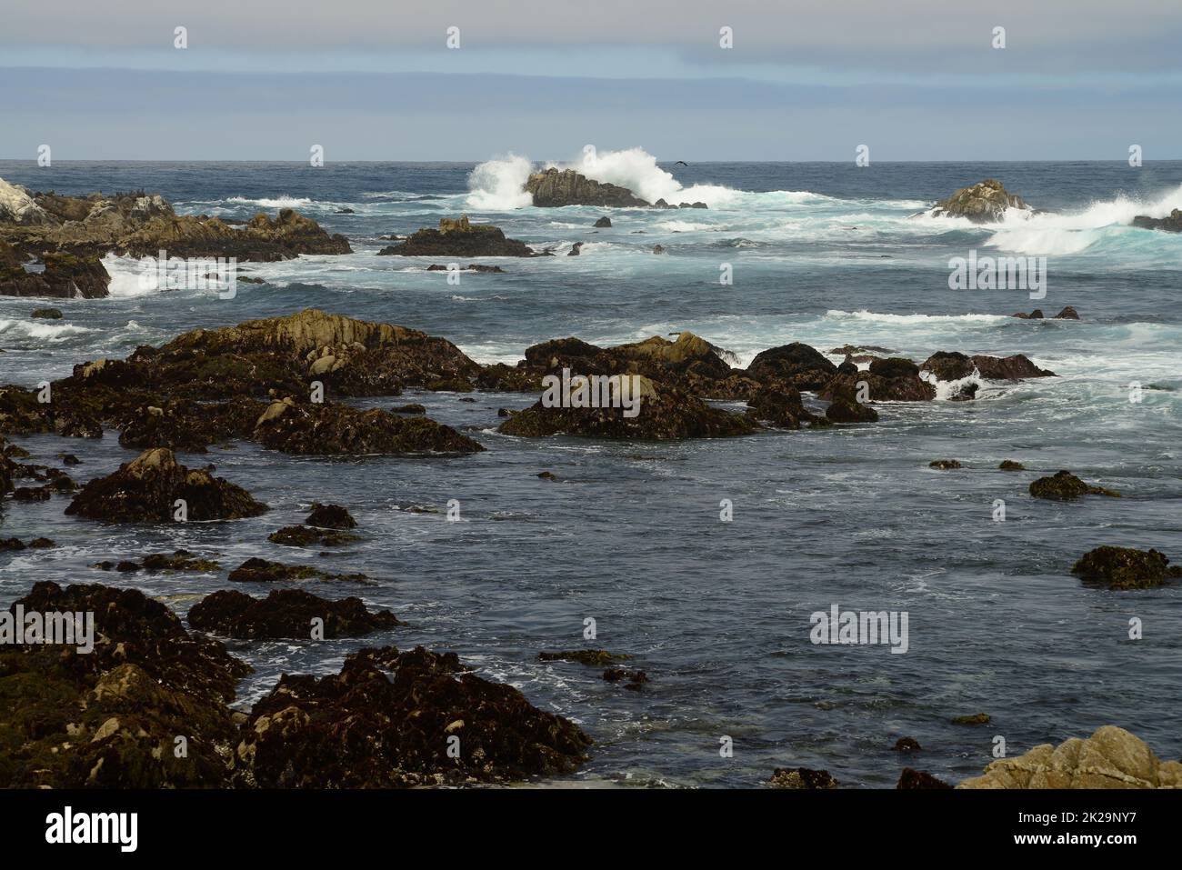 Asilomar State Marine Reserve California Stock Photo - Alamy