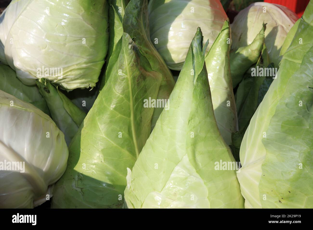 White cabbage in the field hi-res stock photography and images - Alamy
