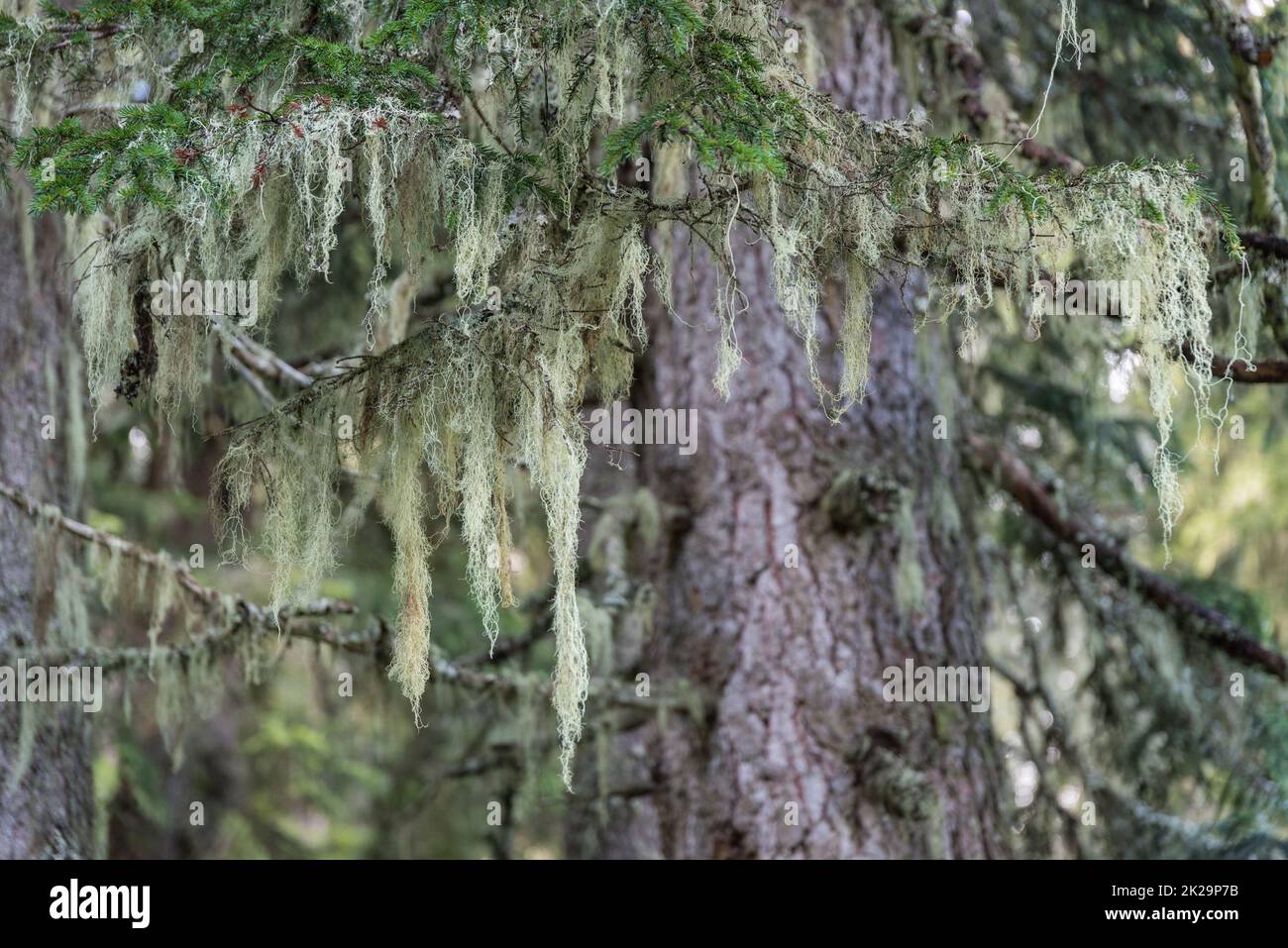 Ringworm tree hi-res stock photography and images - Alamy