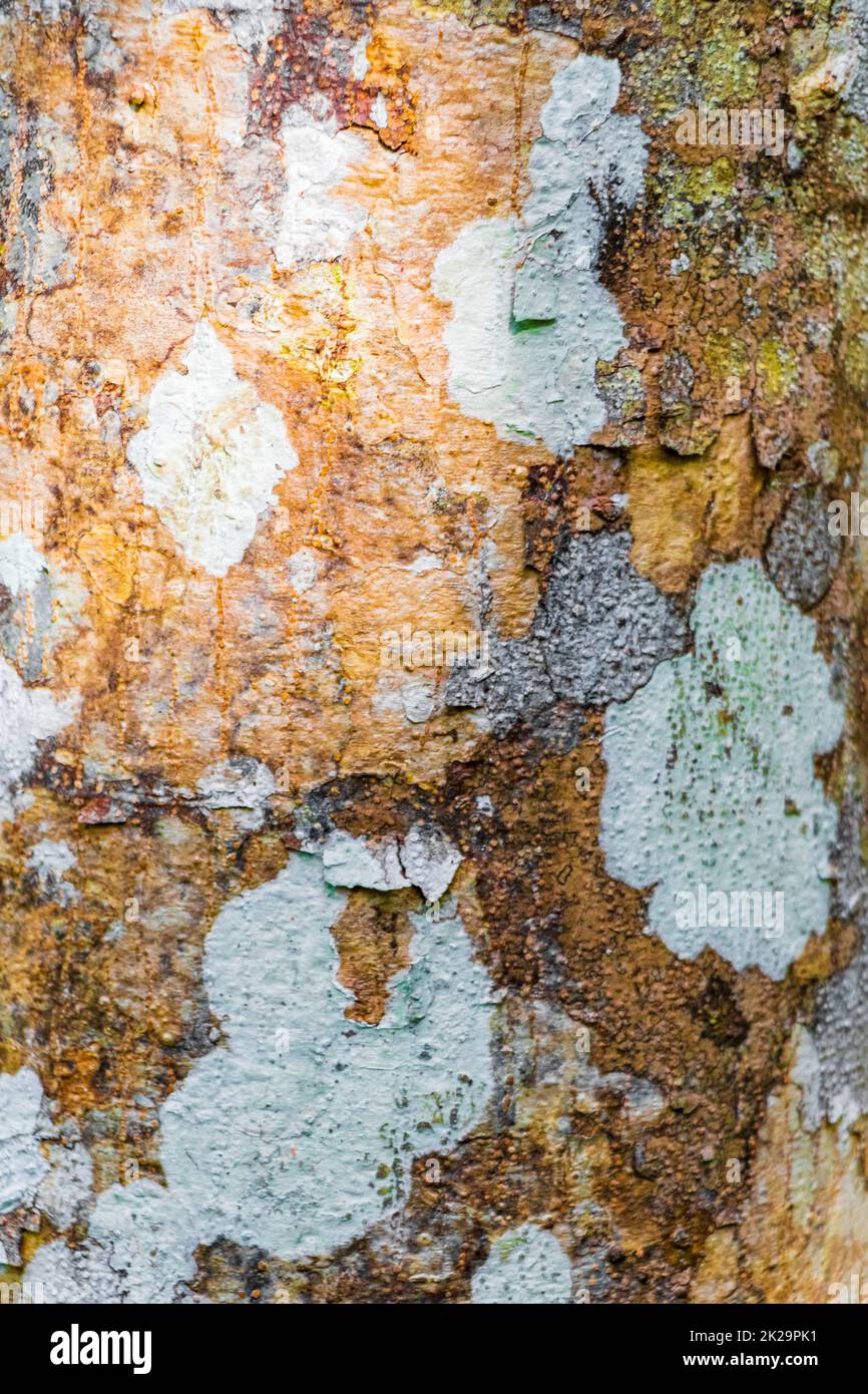 Tropical orange tree bark texture with moss and lichen Mexico Stock ...