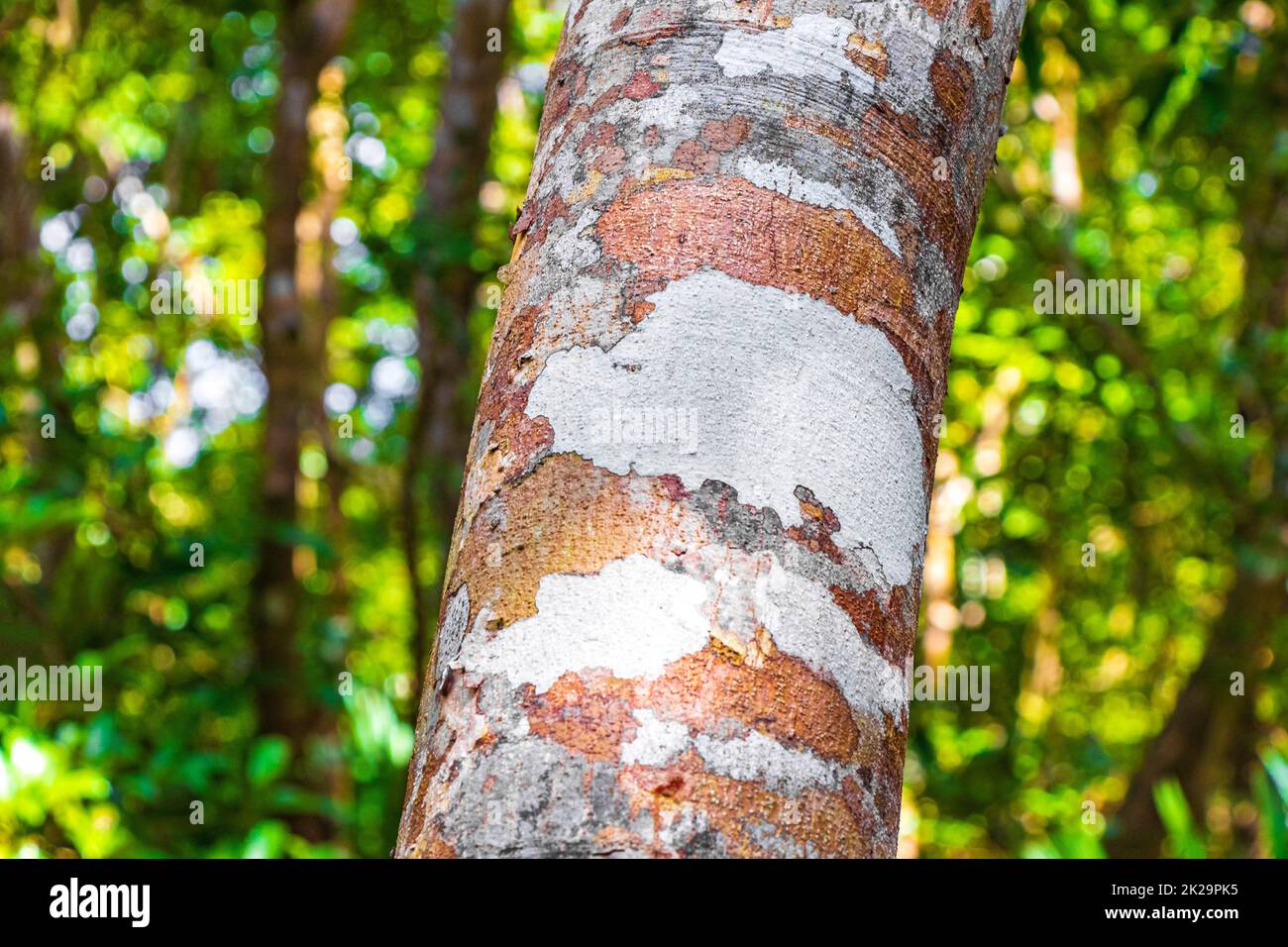 Tropical orange tree bark texture with moss and lichen Mexico Stock ...