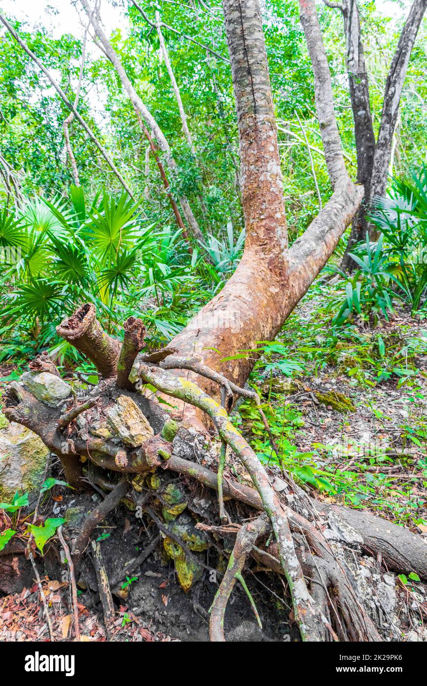 Tropical natural jungle forest uprooted tree Muyil Mayan ruins Mexico ...