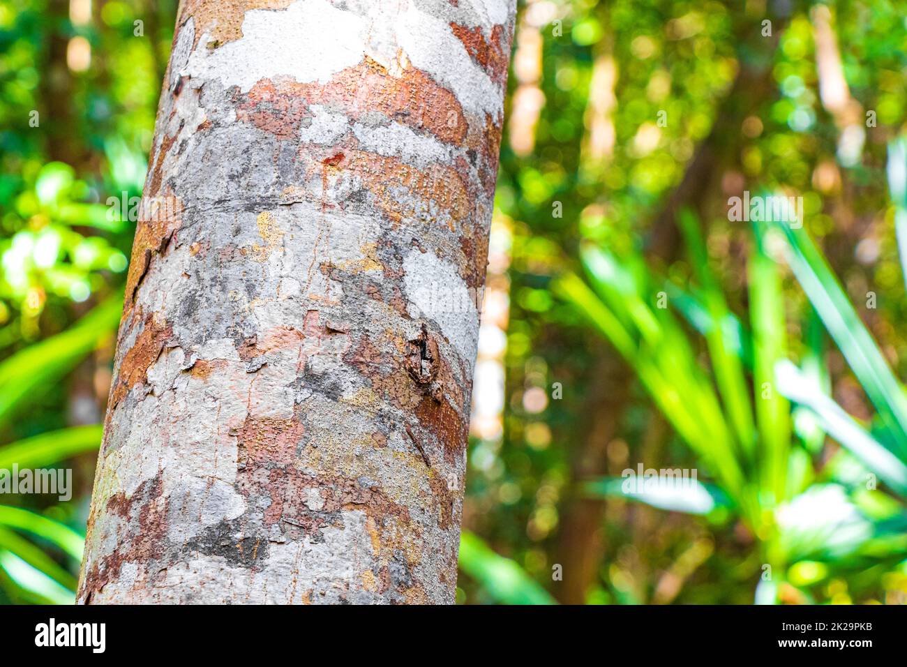 Tropical orange tree bark texture with moss and lichen Mexico Stock ...