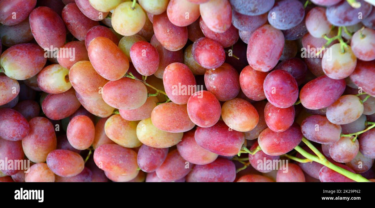 Farmer growing organic grapes farm hi-res stock photography and images ...