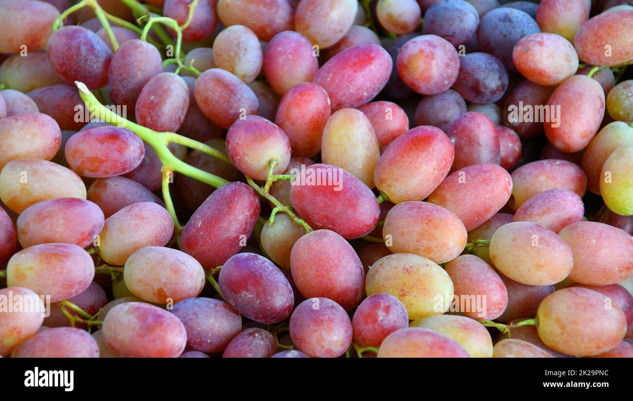 Ripe grapes of the new harvest Stock Photo - Alamy