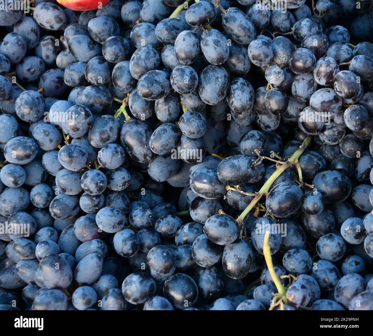 Farmer growing organic grapes farm hi-res stock photography and images ...
