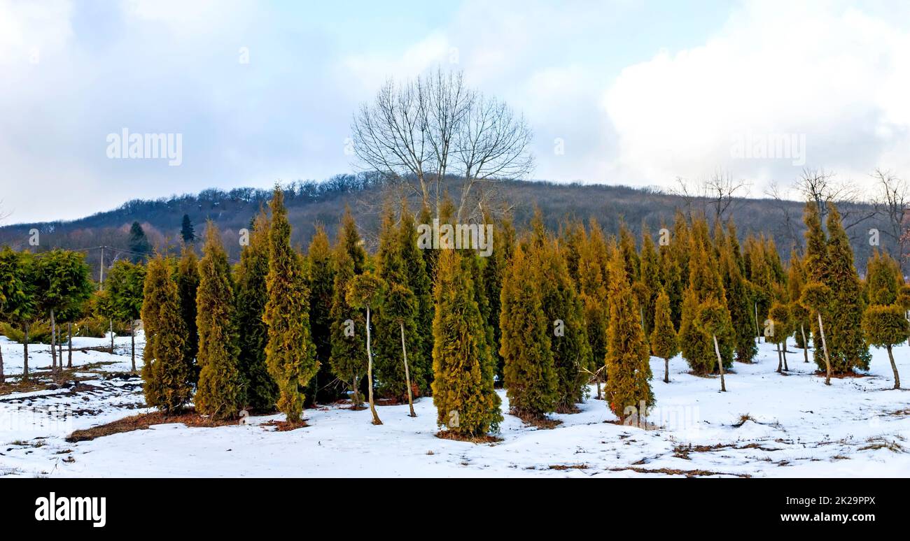Landscape with trees thuja Stock Photo - Alamy